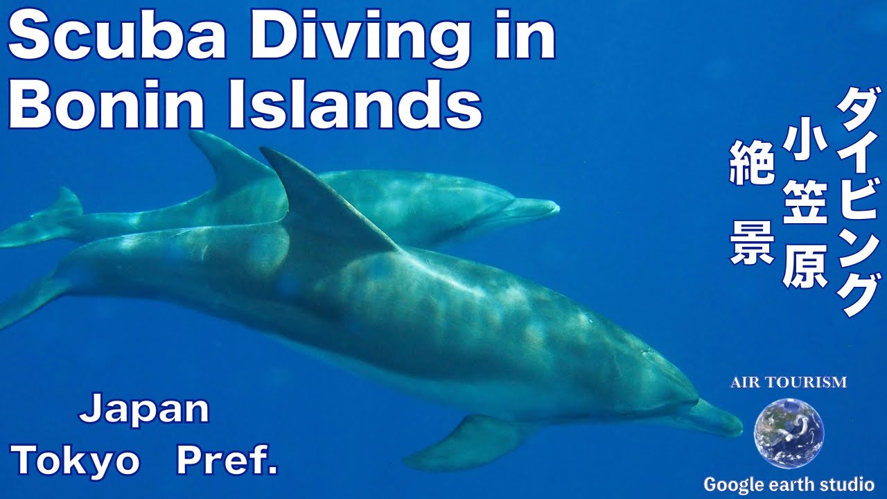 小笠原ダイビング【Scuba Diving in Bonin Islands】 - YouTube