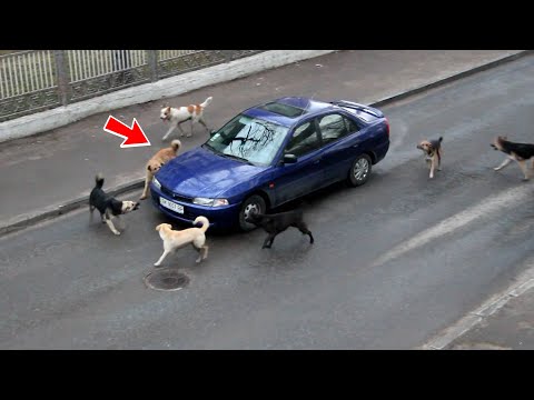 Kahraman oldukları ortaya çıkan bir grup köpek, park halindeki bir arabaya havladı!