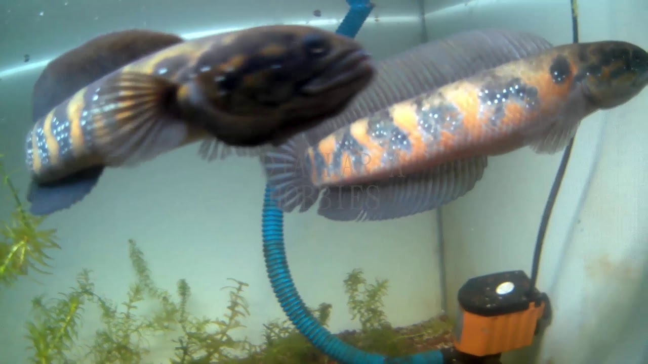 Channa Asiatica Red Strip Breed Mode - YouTube