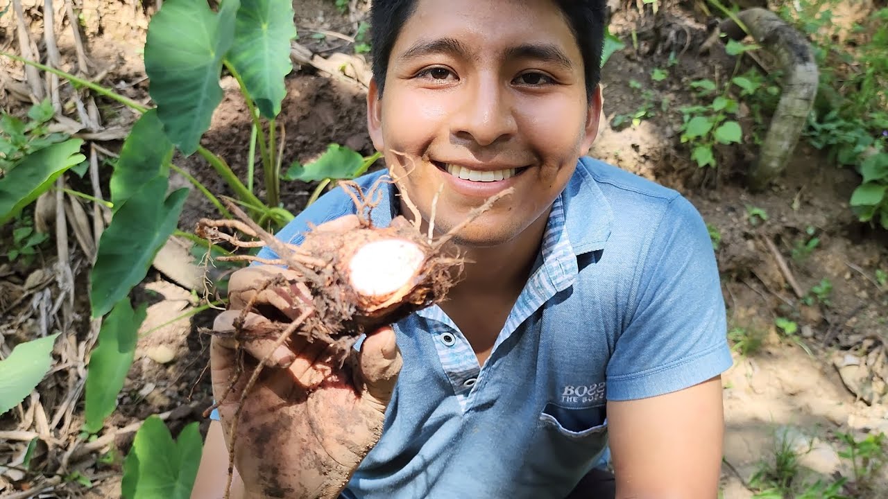 Cosechando las ricas pitucas 😱😱⛏️🌴🥝🥔🥔👏 - YouTube