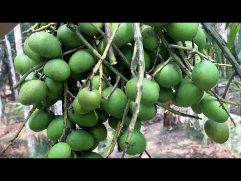 Know more about Appemidi - A delicious pickling mango ( Mangifera ...