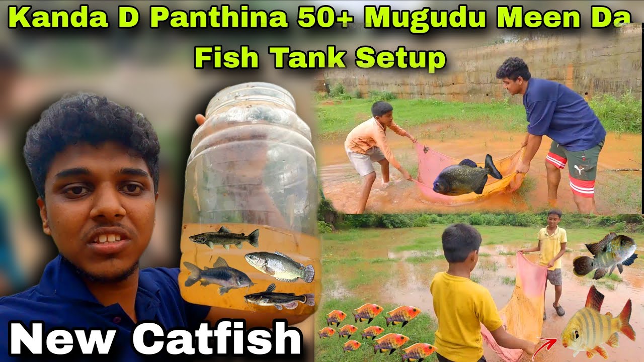 Kanda D Panthina 50+ Mugudu Meen Da Fish Tank Setup || Catching Catfish ...