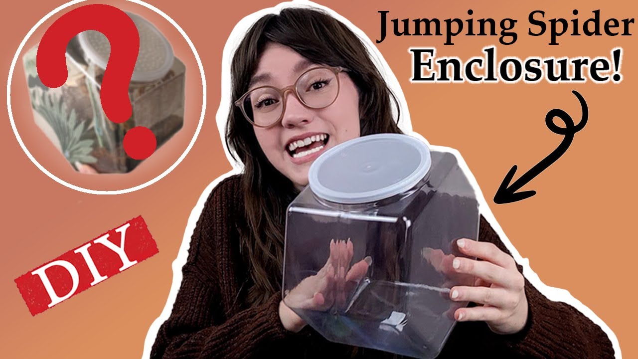 Jumping Spider Enclosure Tutorial - YouTube