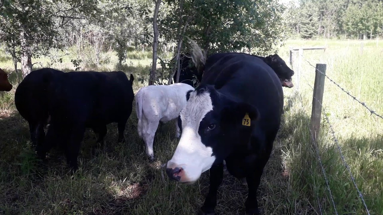 Cows during construction work - YouTube