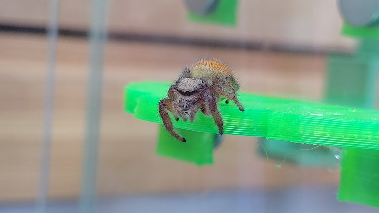 Chill out with a nest build by our female Phidippus Pius Jumping Spider ...