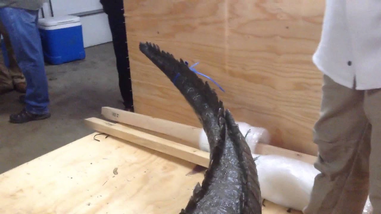 Real stuffed crocodile - YouTube