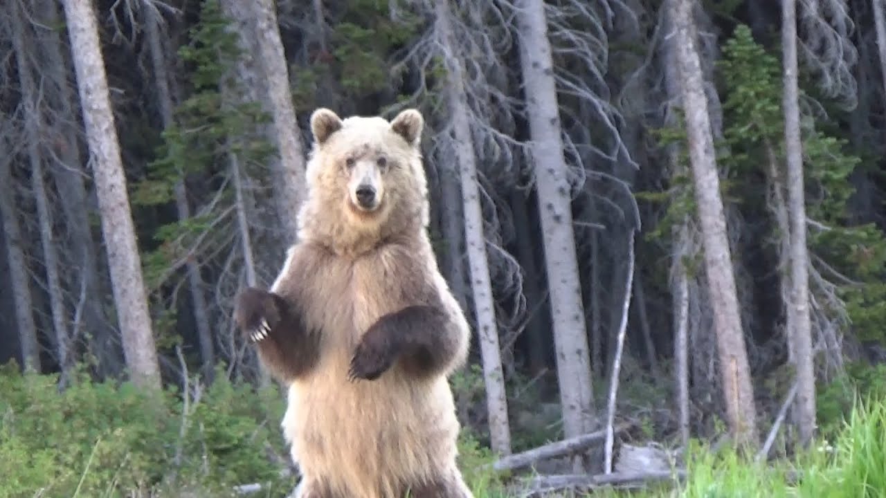 Grizzly bears in Alberta! The hills are alive with activity! - YouTube
