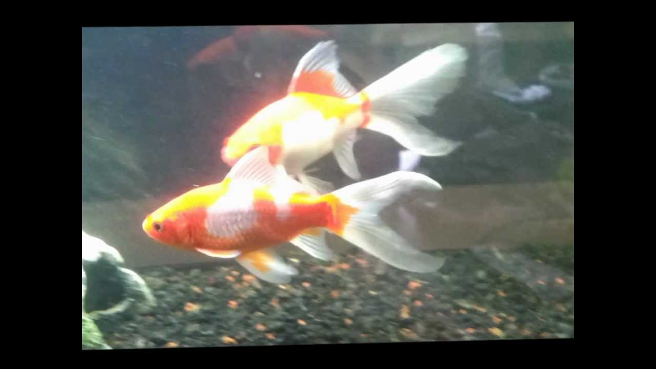 Goldfish - YouTube