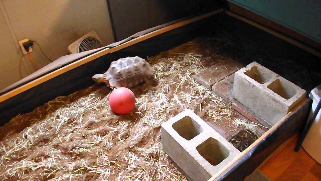 The Turtle Room - YouTube