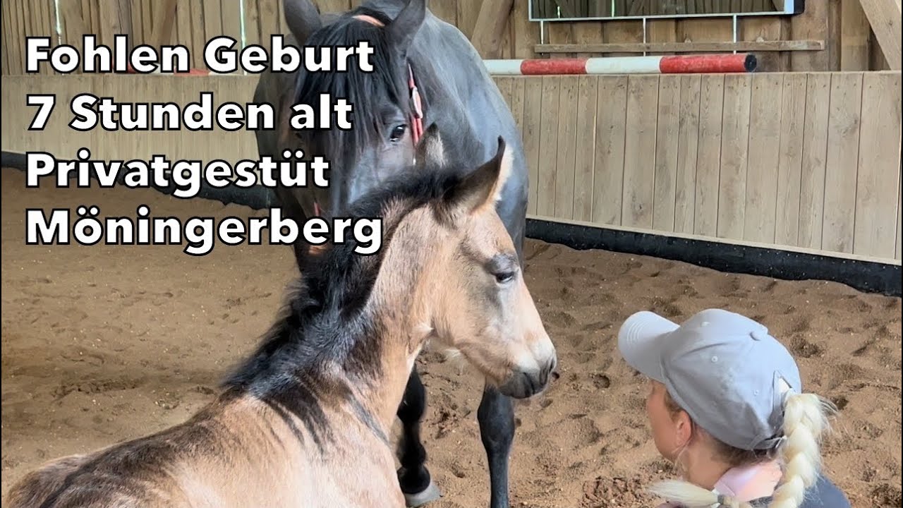 Fohlen Geburt - 7 Stunden alt - Privatgestüt Möningerberg - YouTube