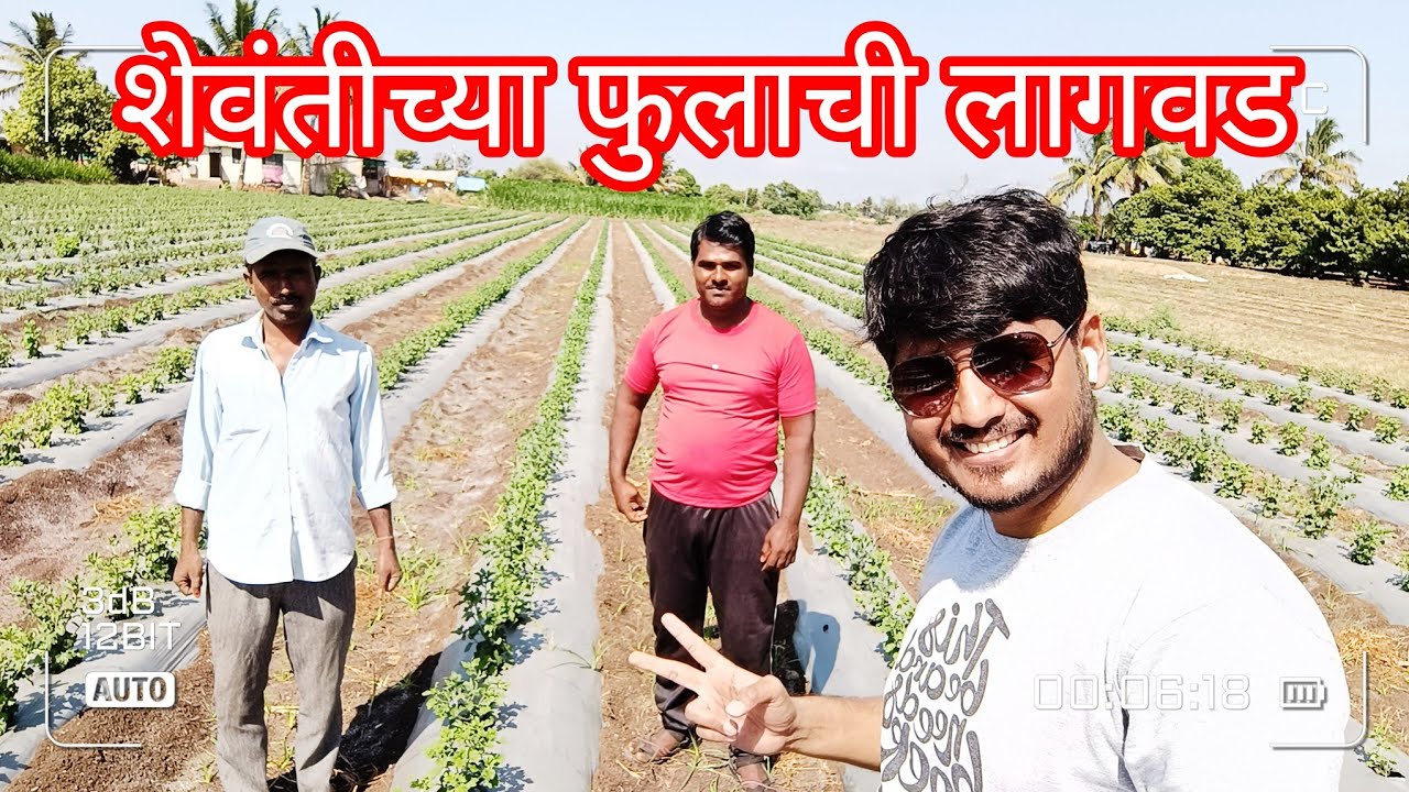 Shevanti Ful Lagvad Ani Mahiti | #vlog #marathivlog #shetkari - YouTube