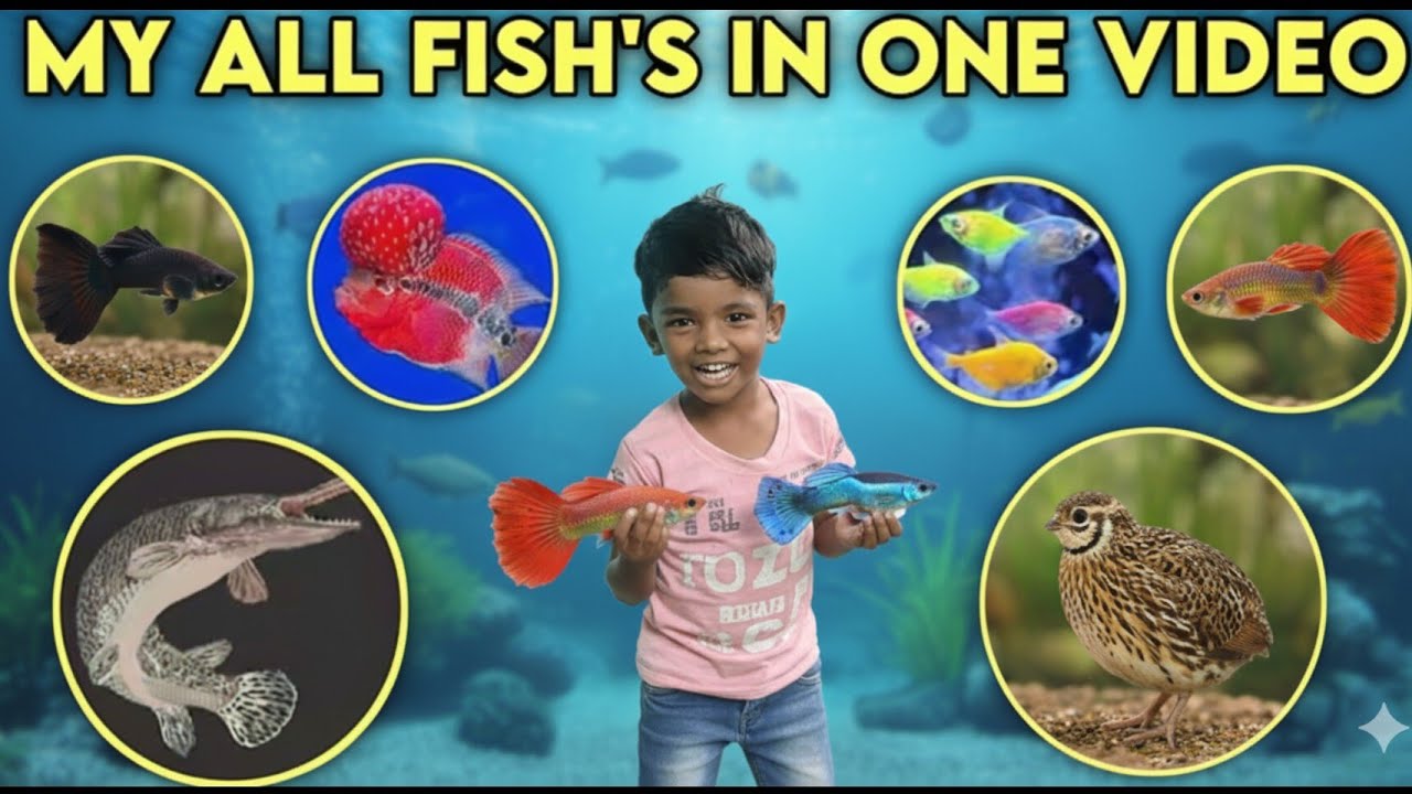 My All Fish's in One Video | 🐠🐟 guppy fish, and alligator gar, quail 🪶 guppy Fry's🐠 | in Tamil ...