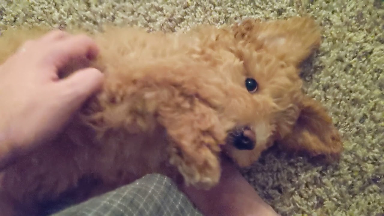 Labradoodle Belly Rub - YouTube