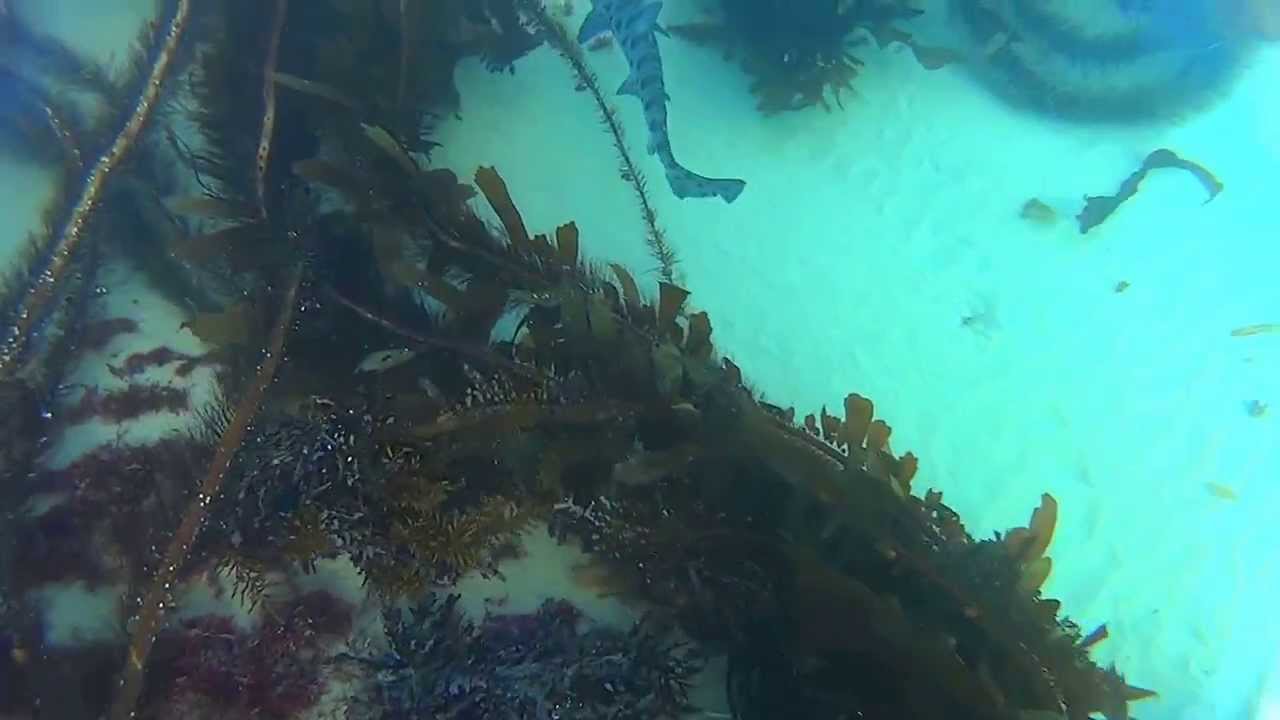 Shark Stalking at Reef Point, Crystal Cove - YouTube
