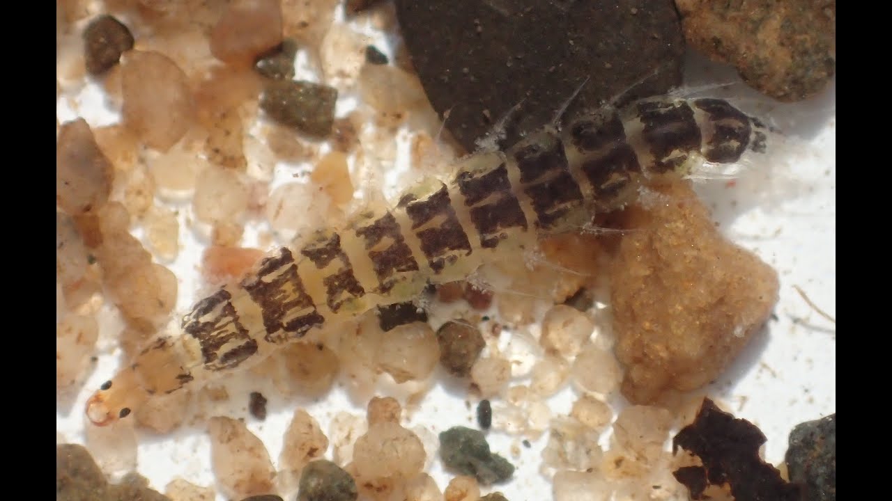 Gyrinidae Larvae