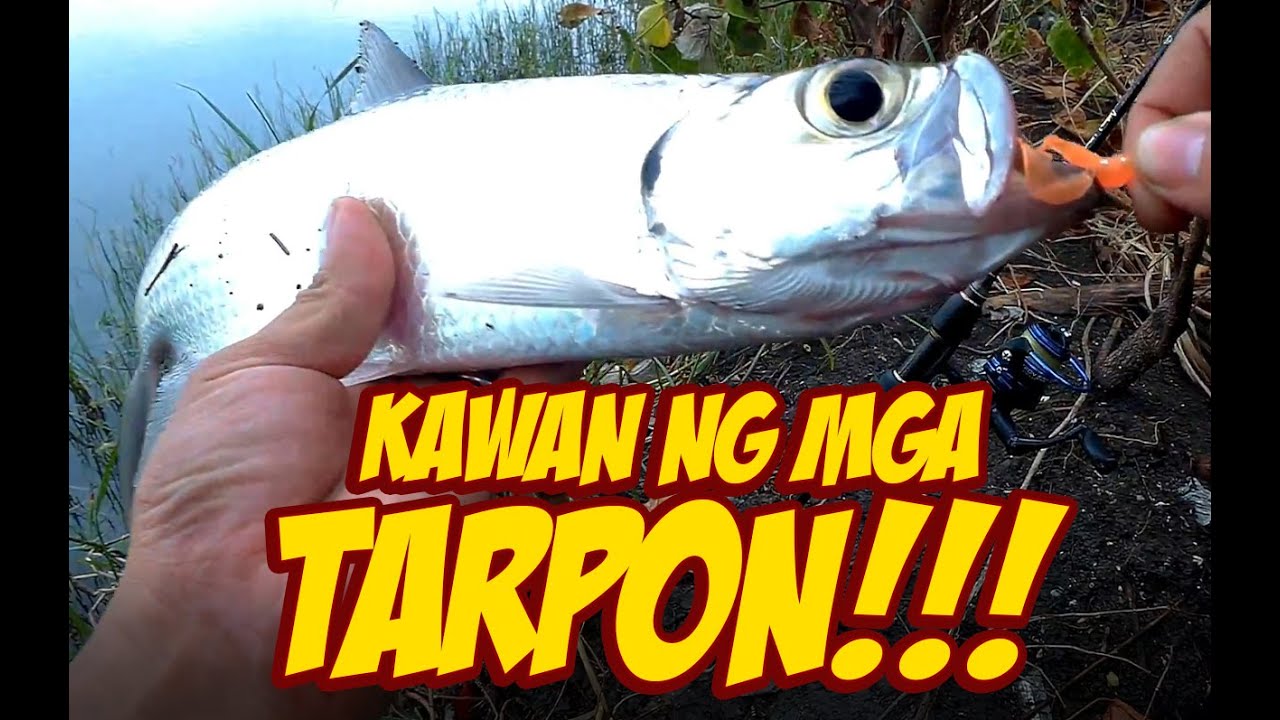 Episode 11 : Kawan ng mga Buwan Buwan (Tarpon) Daming Strike ...