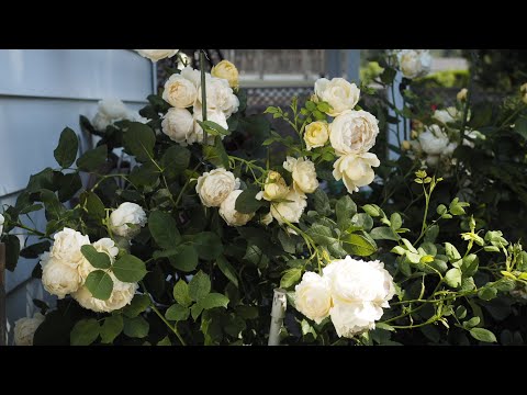 Jude the Obscure- DA rose - August 2022 - YouTube