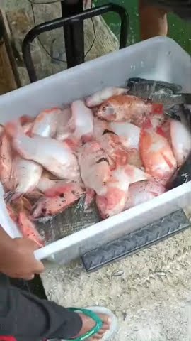 proses pemindahan dari kolam tandon ke kolam utama - YouTube