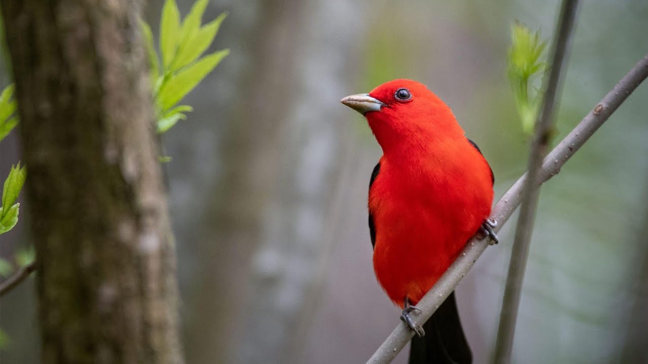 Birds videos Beautiful Animals Khubsurat Chidya/@oldcuteanimals - YouTube