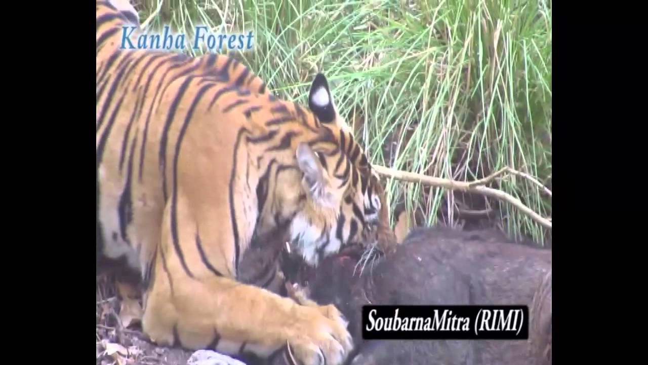Tiger hunting Wild Boar in Kanha - YouTube