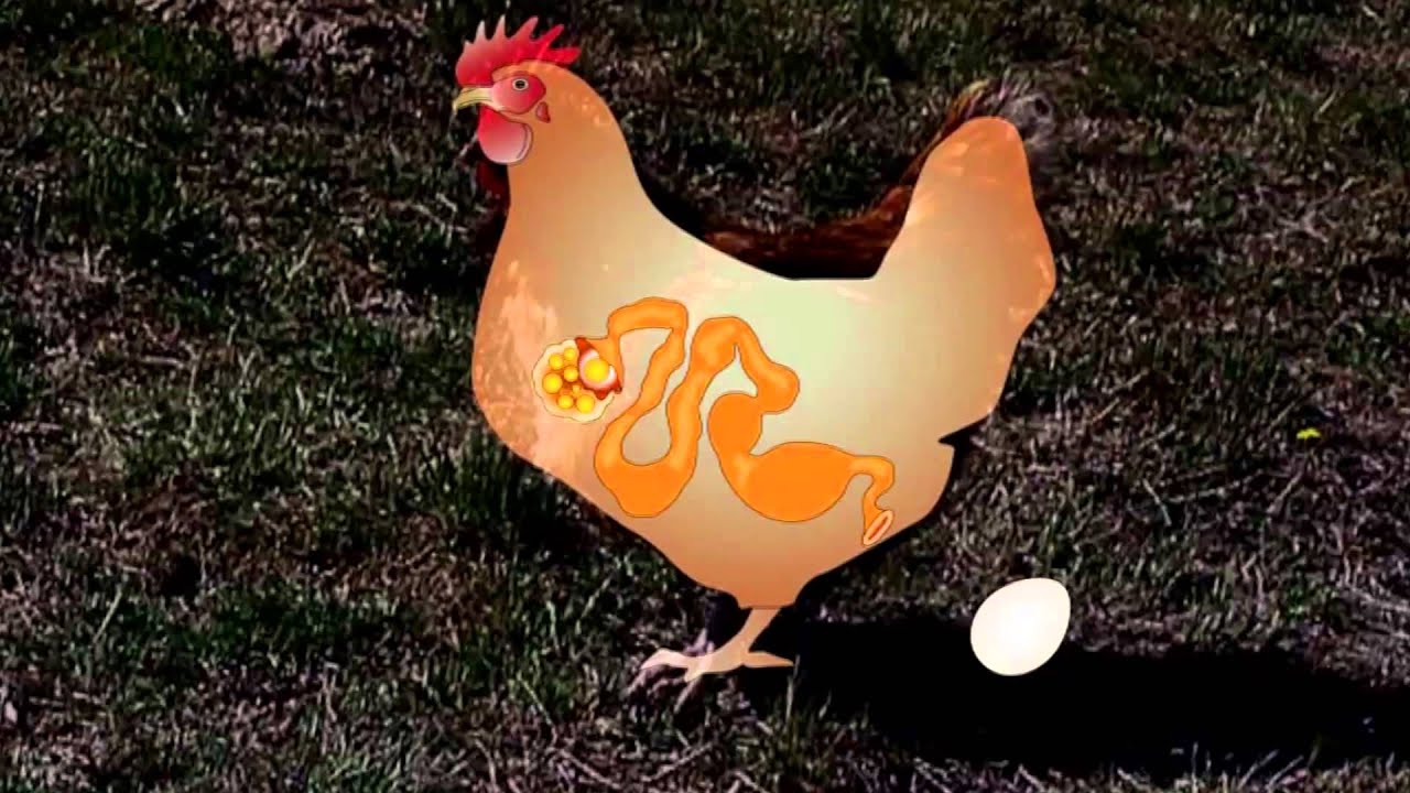 Year 03 How an Egg Forms - YouTube