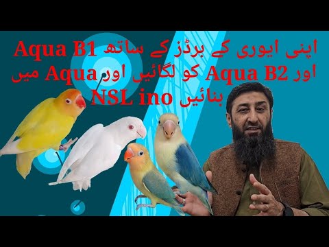 Upgrade your Avairy with Aqua B1 and Aqua B2, and Produce Aqua NSL Ino ...