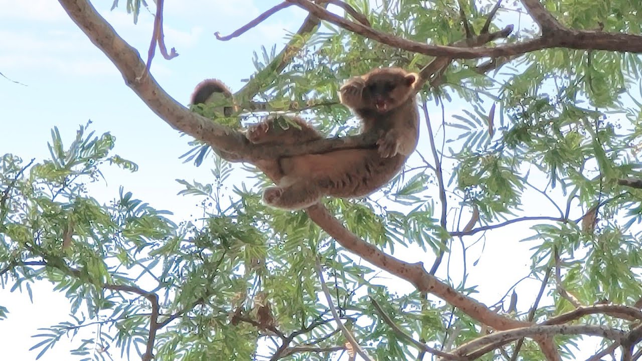 EXTRAÑO ANIMAL EN UN ARBOL EN LA REINA RESULTA SER UN MICOLEÓN - YouTube