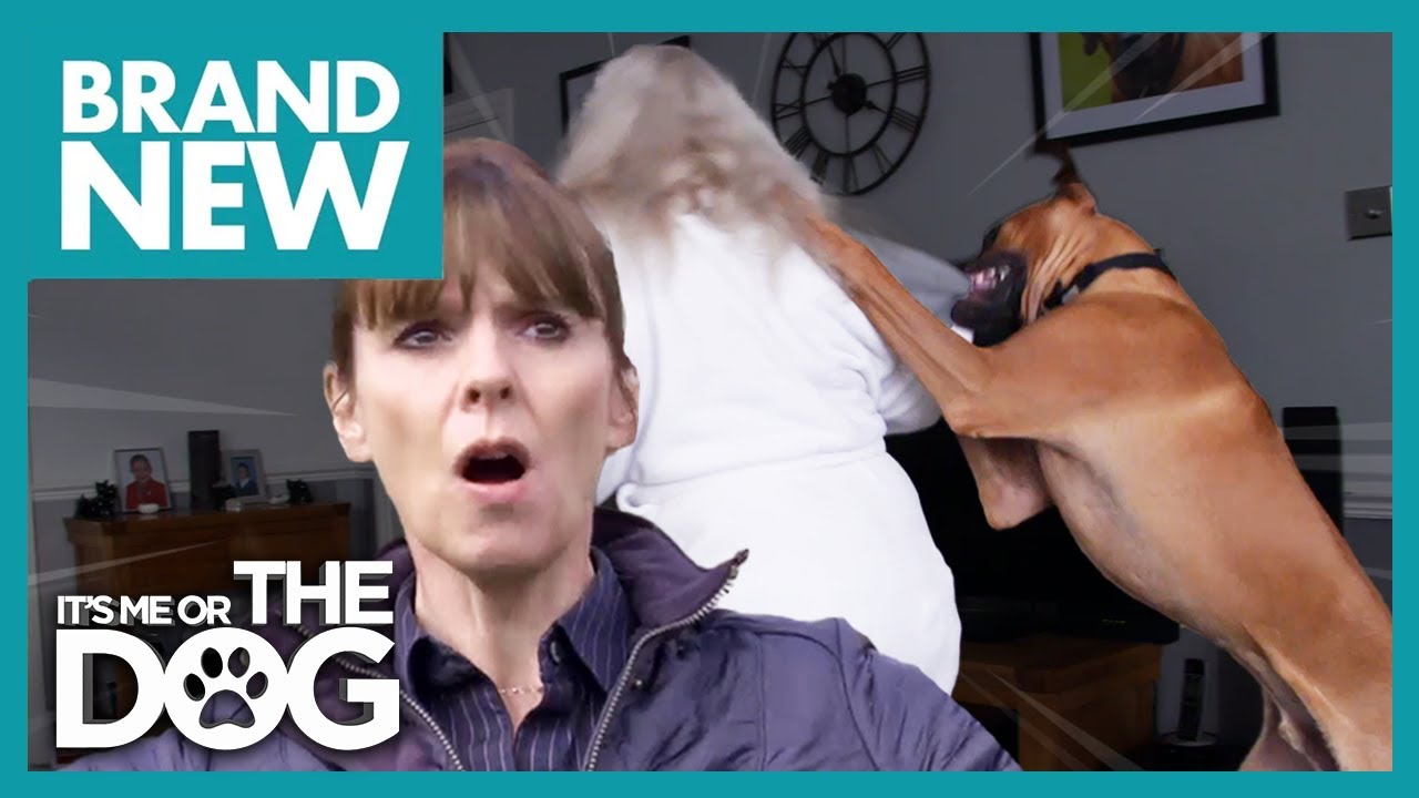 Rhodesian Ridgeback’s Jumping is Getting Out of Hand | Full Episode 205 ...