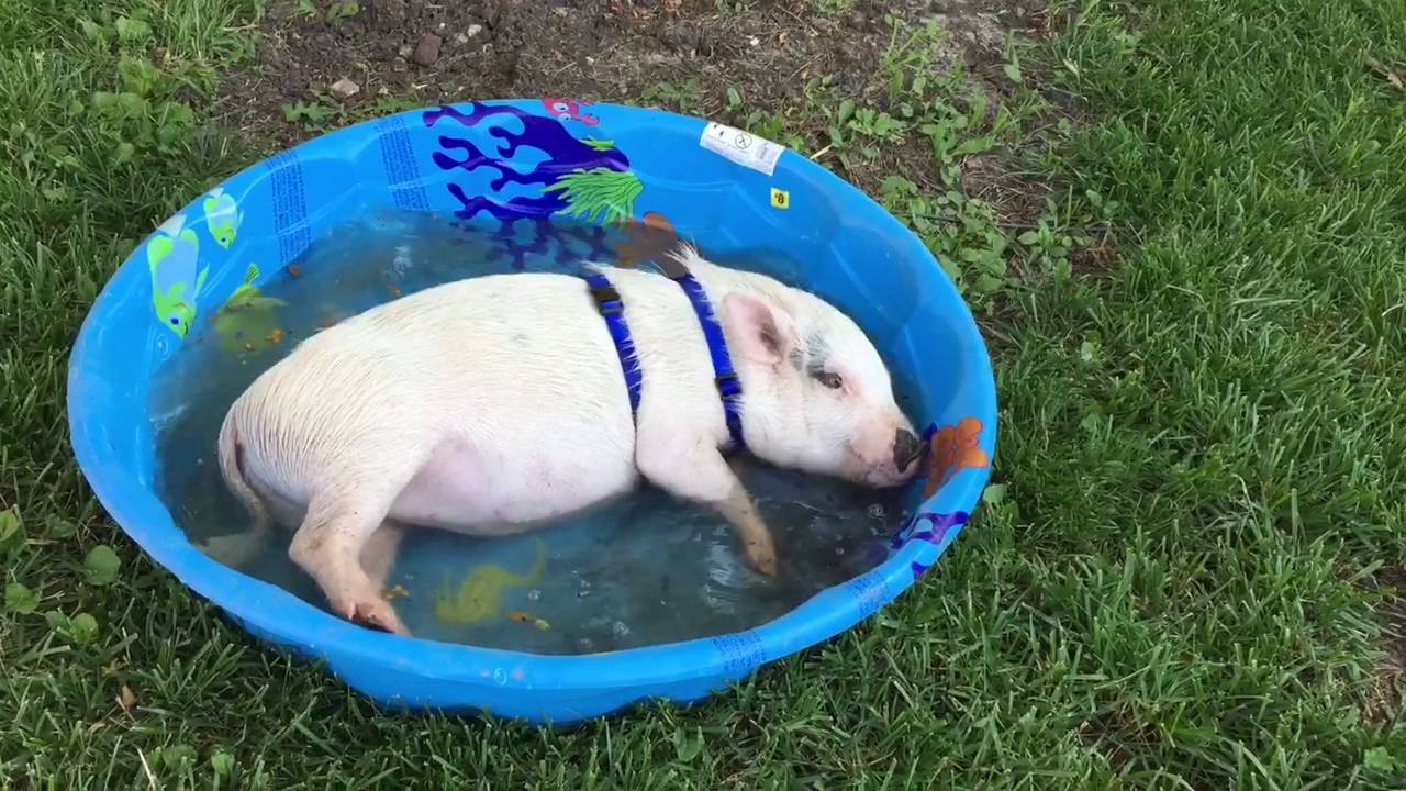 Pig in a Pool - YouTube