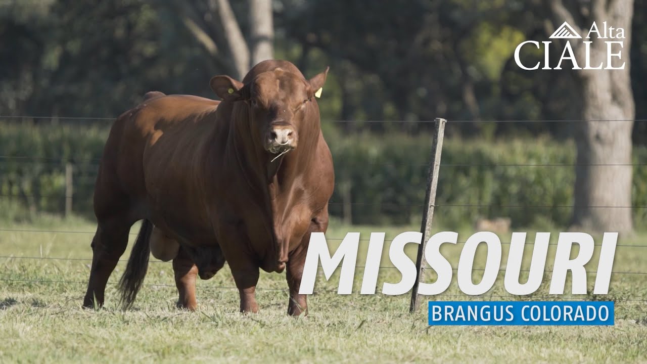 CIALE Alta 💥 𝑻𝑶𝑹𝑶 𝑴𝑰𝑺𝑺𝑶𝑼𝑹𝑰 💥 Brangus Colorado - YouTube