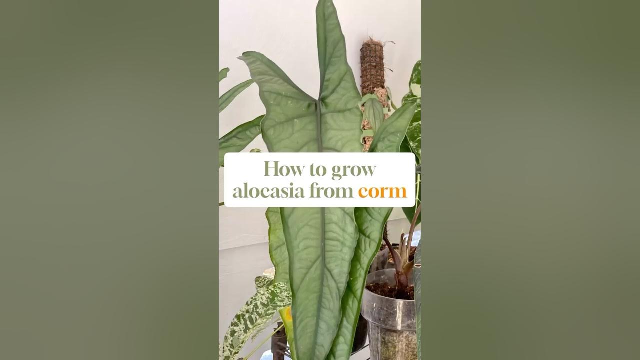 How to grow different varieties of alocasia from corm, a step by step guide #alocasia #corm # ...
