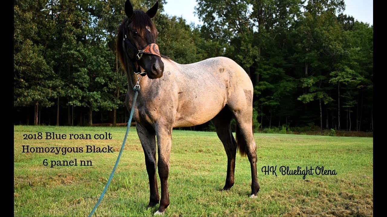 2018 Blue Roan colt for sale - YouTube