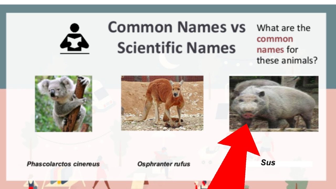 when the science lesson is sus 😳😳😳 - YouTube