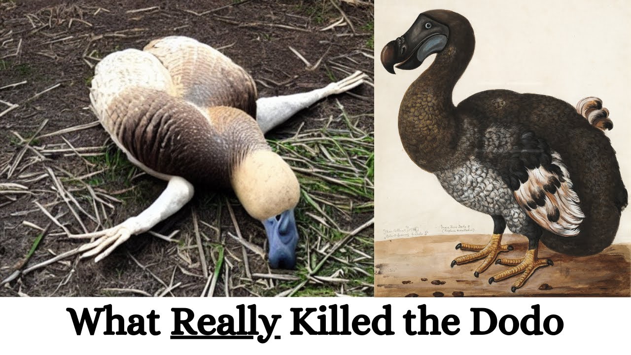 The Dodo: The Tragic Story of Extinction. You Won't Believe What We Did ...