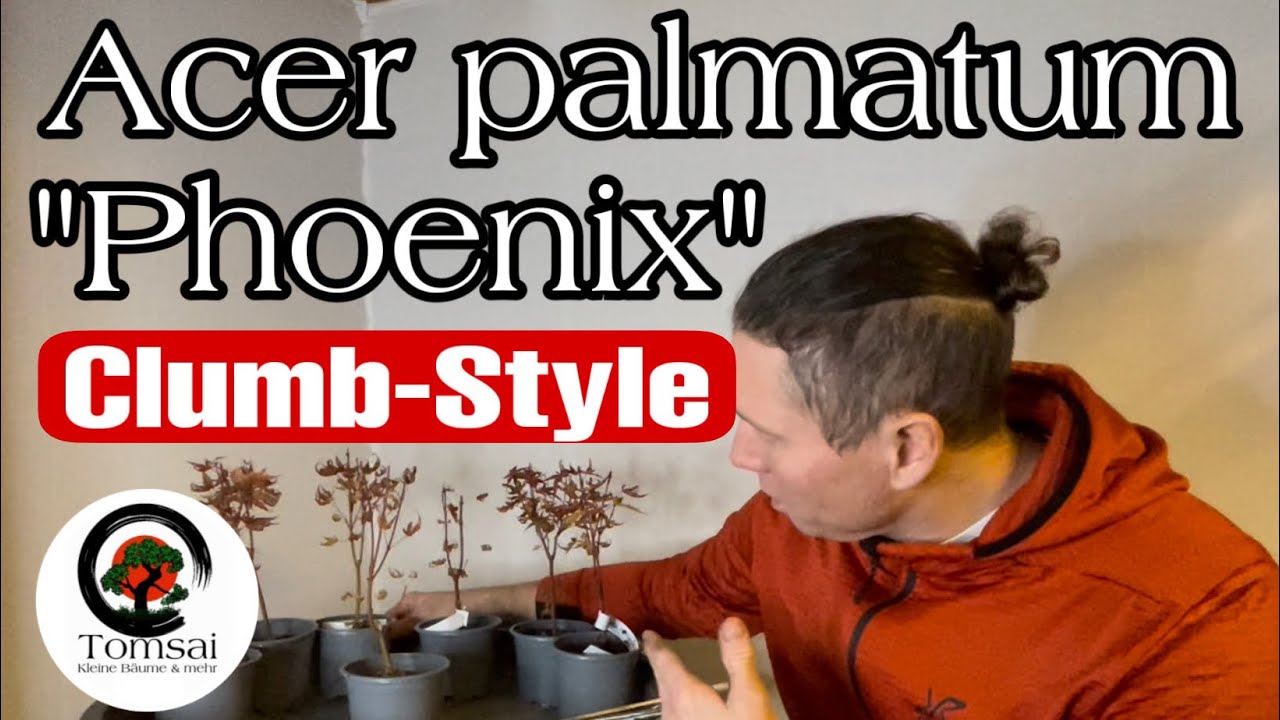 Jap. Fächerahorn Acer Palmatum Phoenix Clumb Style Bonsai 48/23 - YouTube