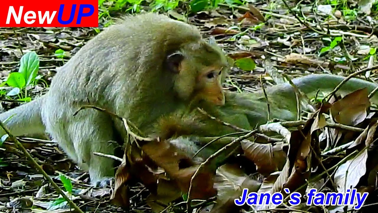 OMG..Jane coll@pse on ground Loki b!te warning her try leaving at least tell him the reason ...