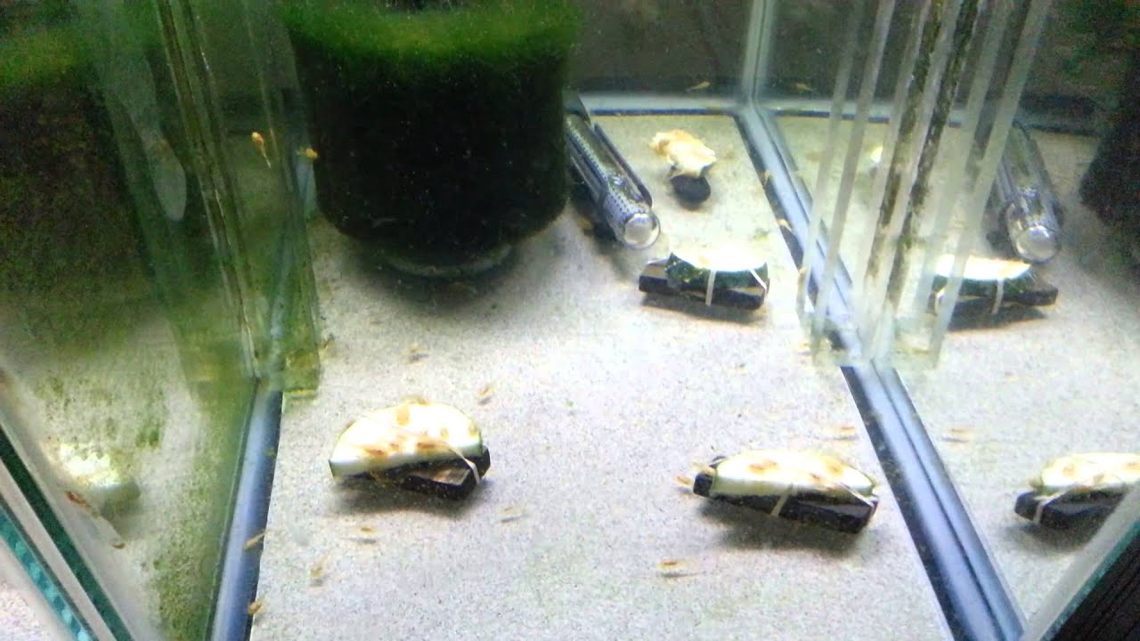L144 Pleco Fry - YouTube