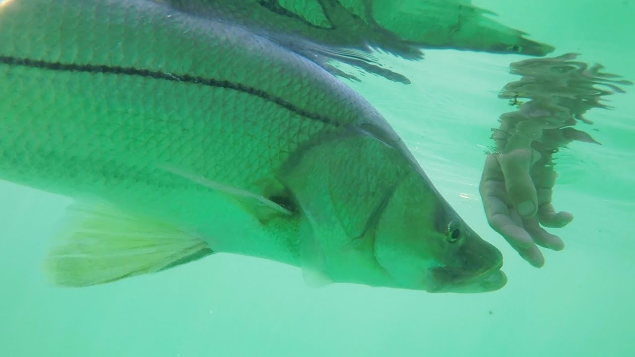 Huge Fish Sitting Under the Boat - YouTube