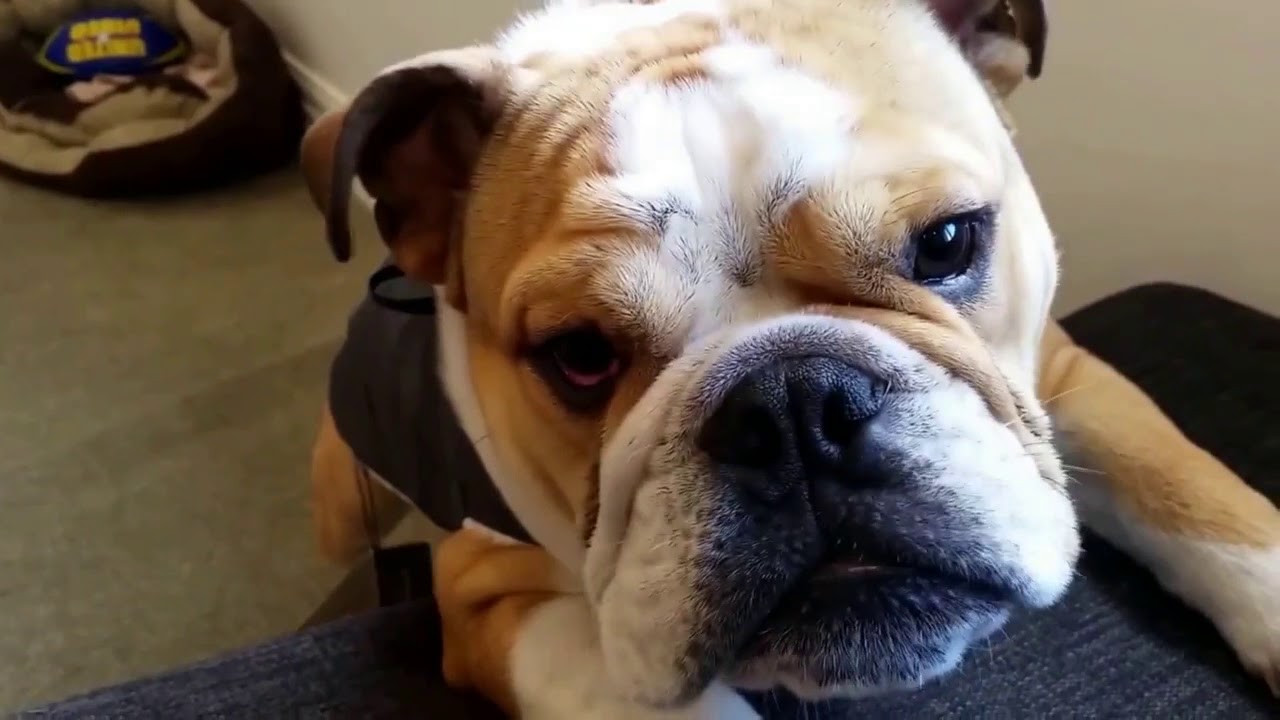 Funny Dogs Talking Like A Person - Cute Pet Compilation 2018 || Funny ...