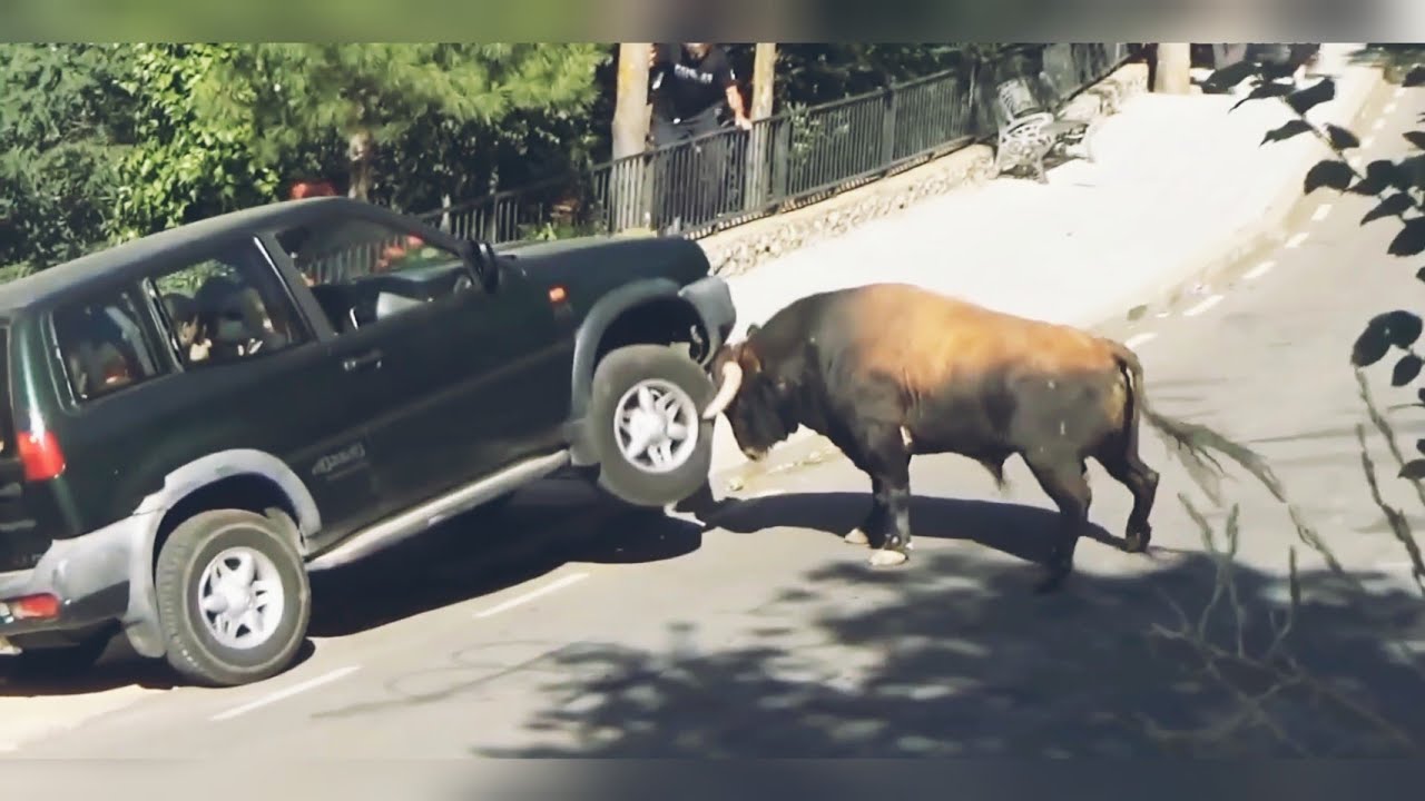 Car vs Animal | Hox Media - YouTube