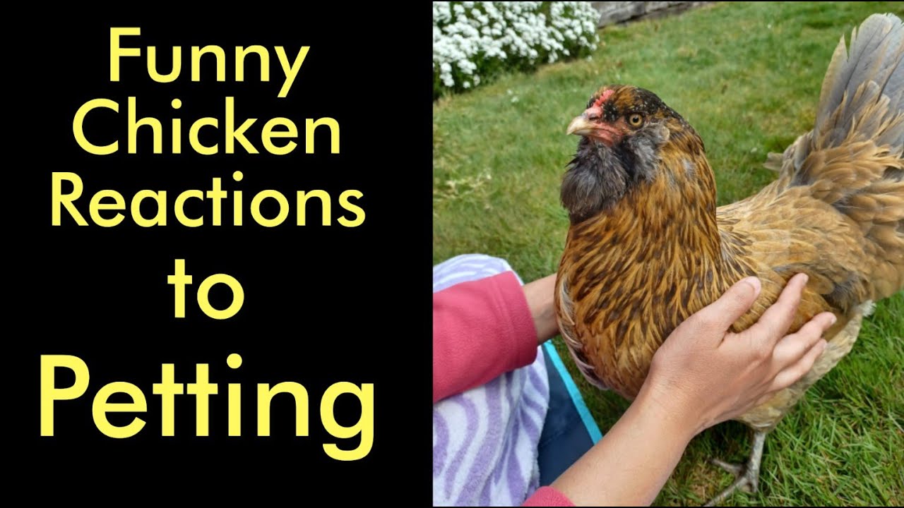 Funny Chicken Reactions to Petting - YouTube