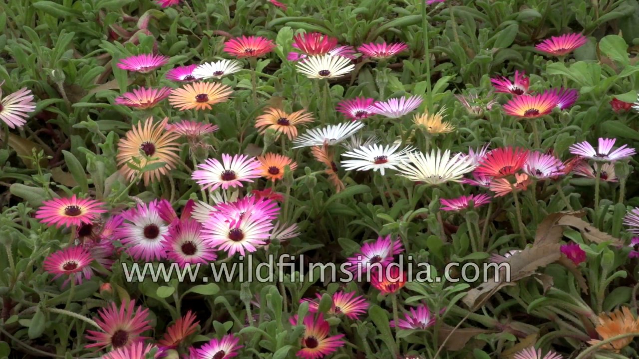 Garden flowers of India - Cineraria and Mesembryanthemum - YouTube