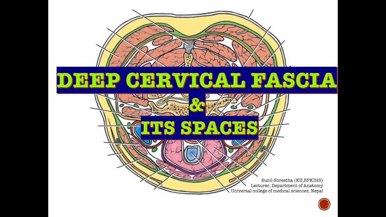 Deep Cervical Fascia & its Spaces (Updated 2023 December-MBBS/BDS ...