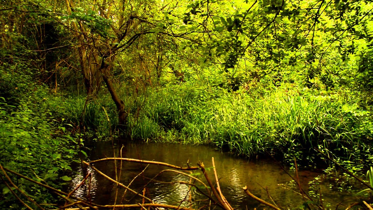 Pilley Bridge Nature Reserve Pond In The Rain - YouTube