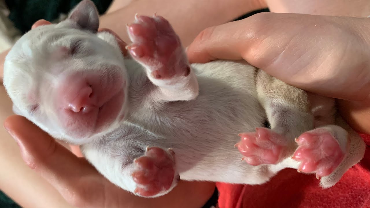 Lab Puppies 1 Day Old Weigh In - YouTube
