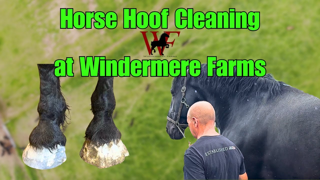 Beginners Guide to Trimming a Horse Hoof - YouTube