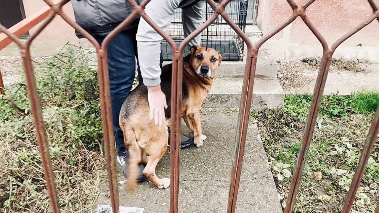 Heartbroken dog GRIEVING and STARVING after his owner passed away! # ...