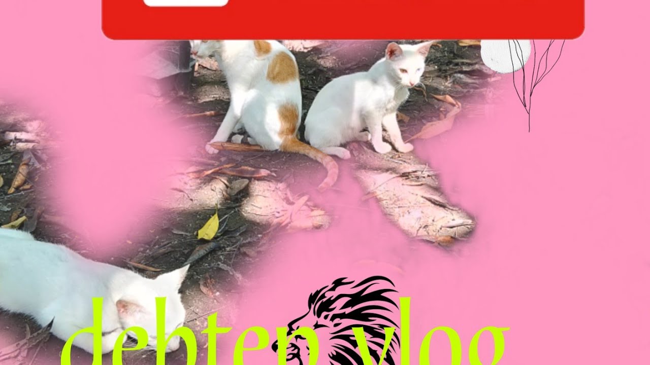 Ang pusang askal nasi ligalig,,🤣 - YouTube