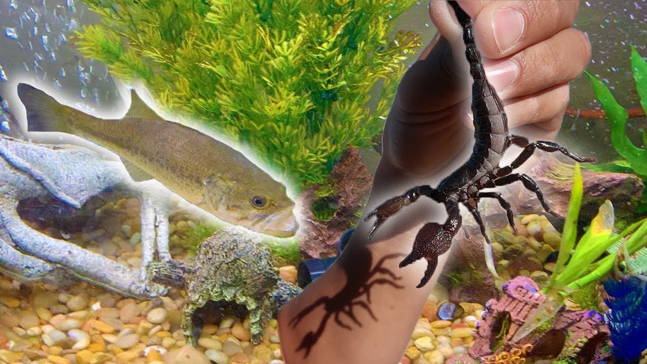 Will A Bass Eat A Scorpion?! - YouTube