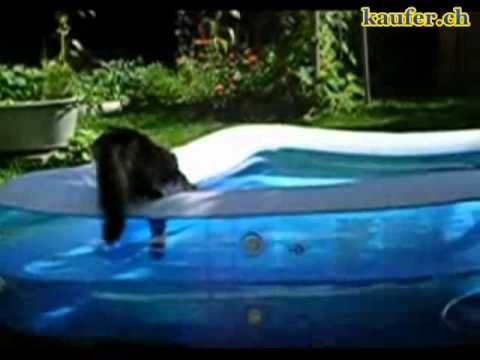 Katze fÃ¤llt ins Wasser Pool - YouTube